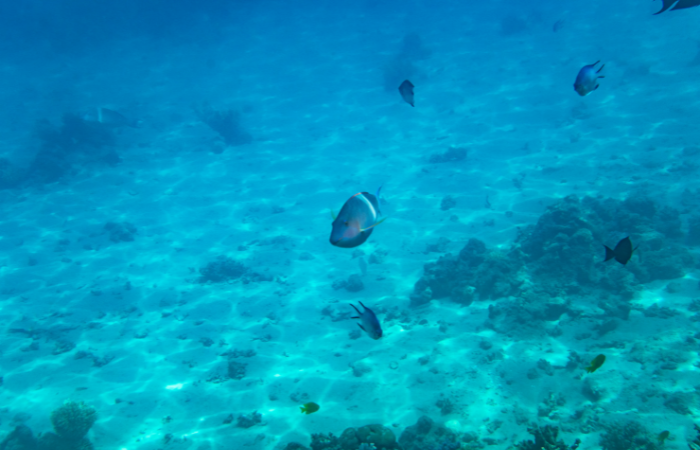 The Crown Estate maps seabed for future use TGS 4C | 4C Offshore News