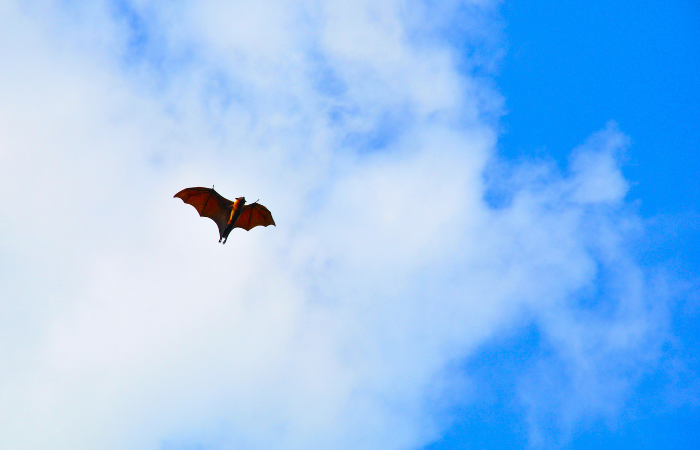Study aims to protect bats from offshore wind turbines | 4C Offshore News