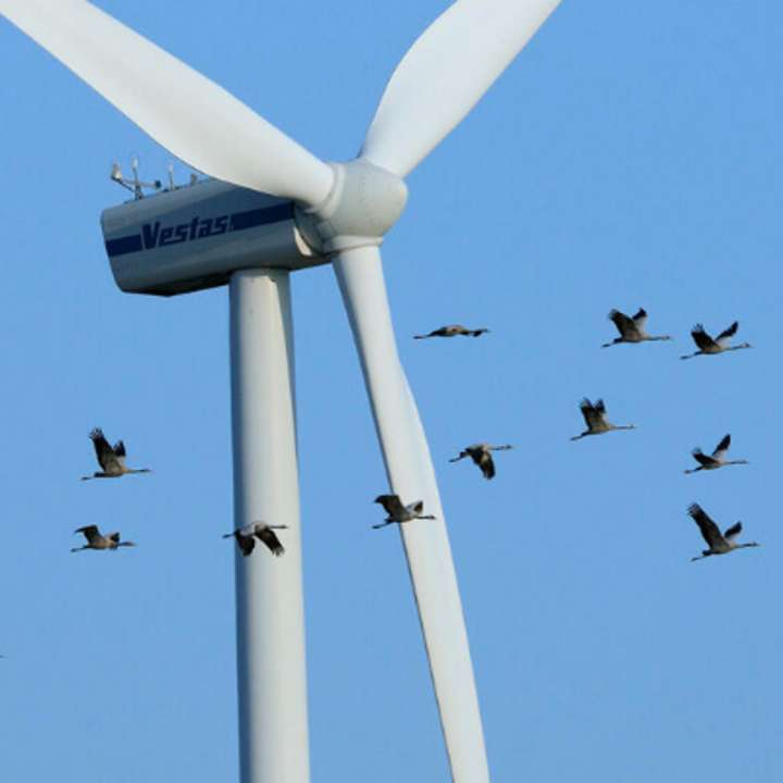 Scientists develop 'revolutionary' tool to stop bird collisions at ...