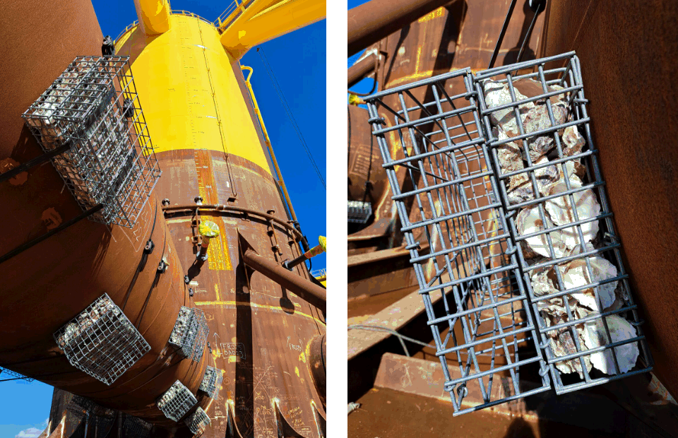 Ocean Winds and Banque des Territoires put in place Biohuts at its EFGL ...
