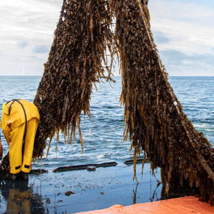First seaweed farmed from North Sea offshore wind site TGS 4C | 4C ...