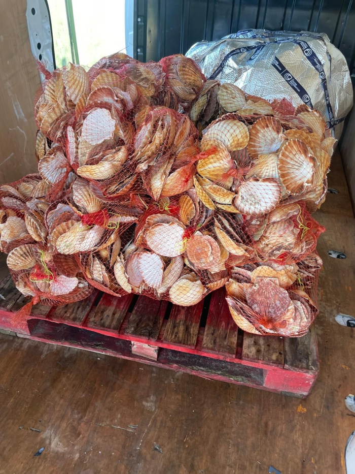 Offshore wind farms could be perfect homes for oysters, new research ...