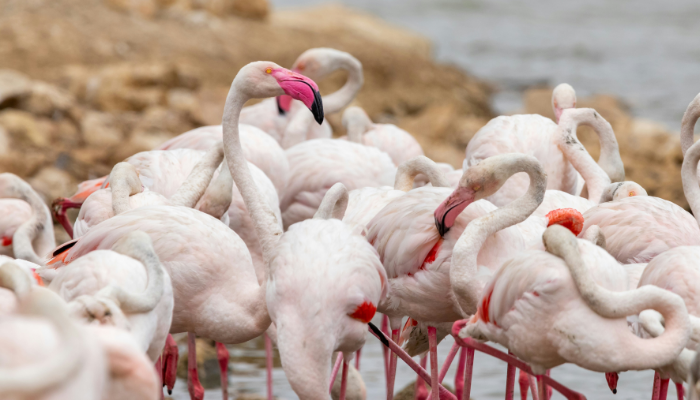 India's 50MW pilot wind farm imperilled by flamingo sanctuary TGS 4C ...